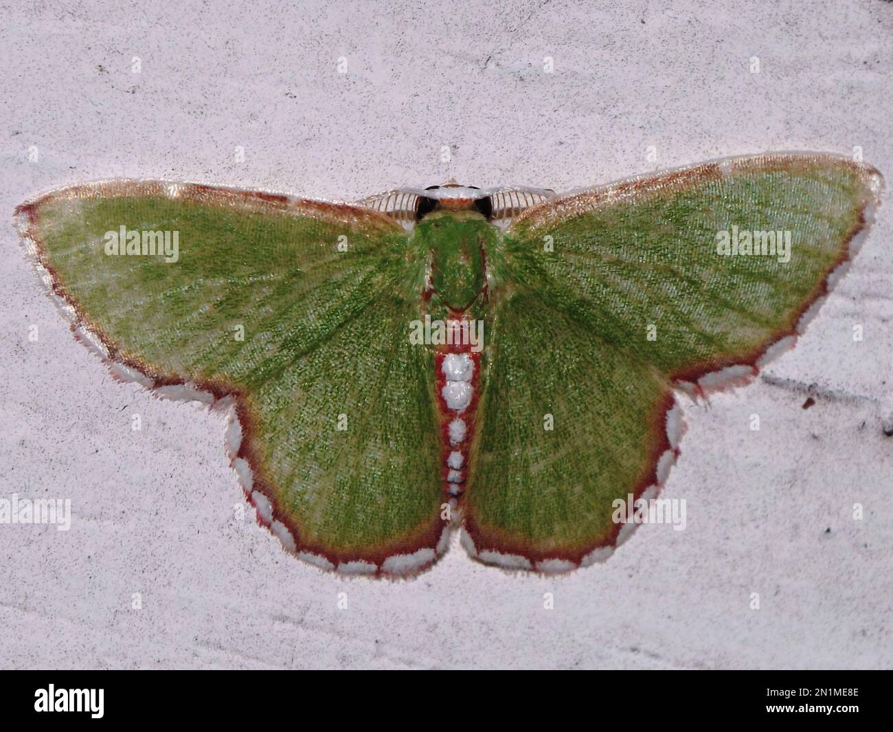 Geometer moth (family Geometridae) indeterminate species isolated on a ...