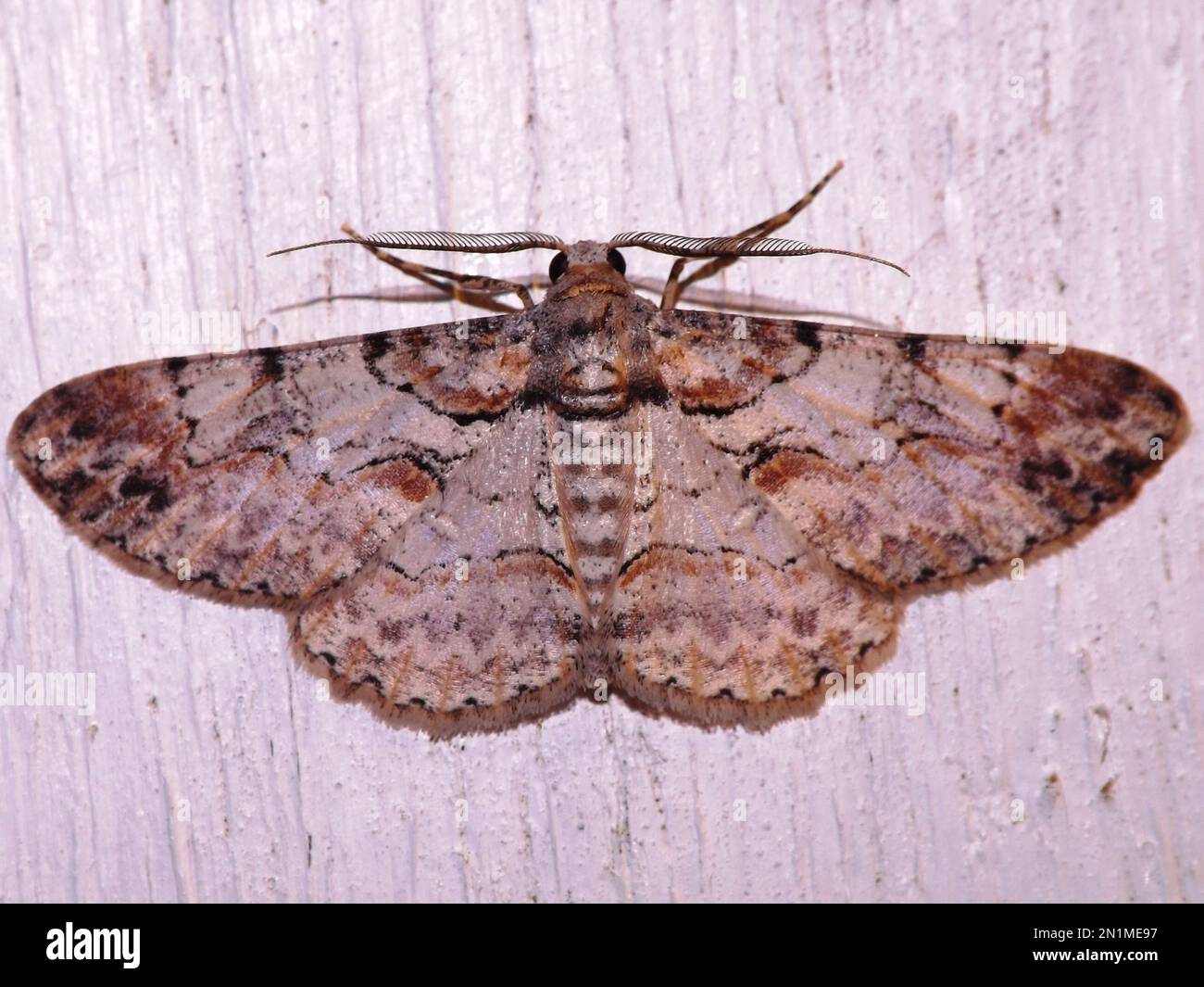 Geometer moth (family Geometridae) indeterminate species isolated on a ...