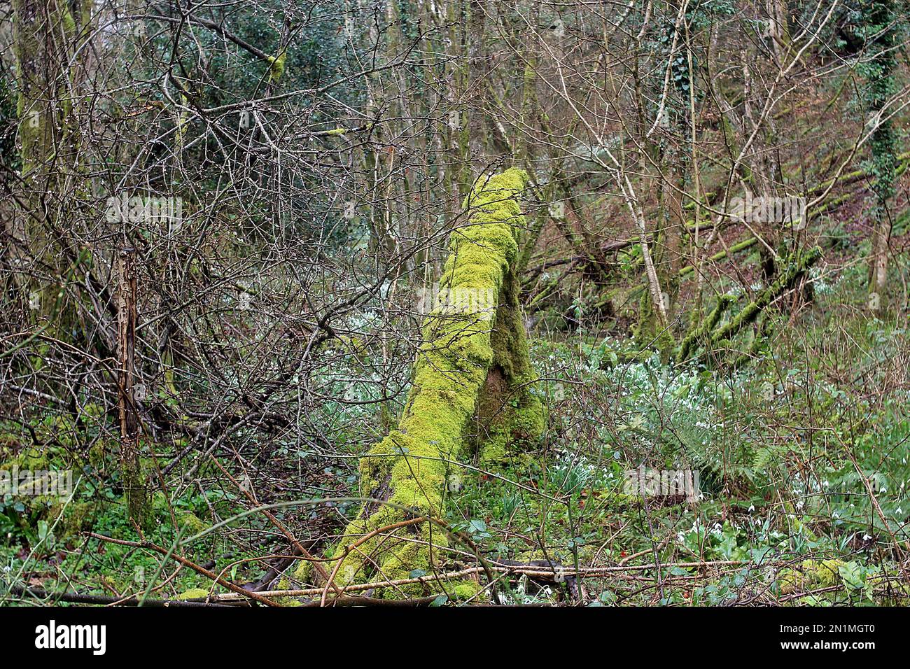 fallen moss covered tree at Snowdrop Valley in the cold at Wheddon ...