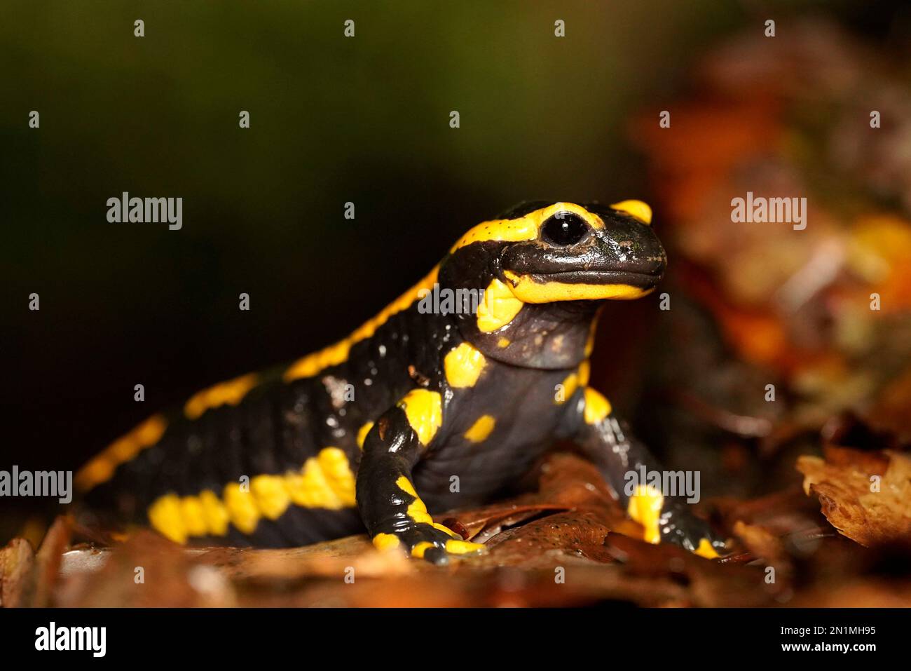 Fire Salamander (Salamandra salamandra), Ruhr-District, Germany Stock ...