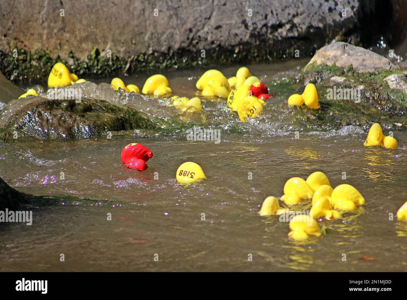 Little plastic duck hi-res stock photography and images - Alamy