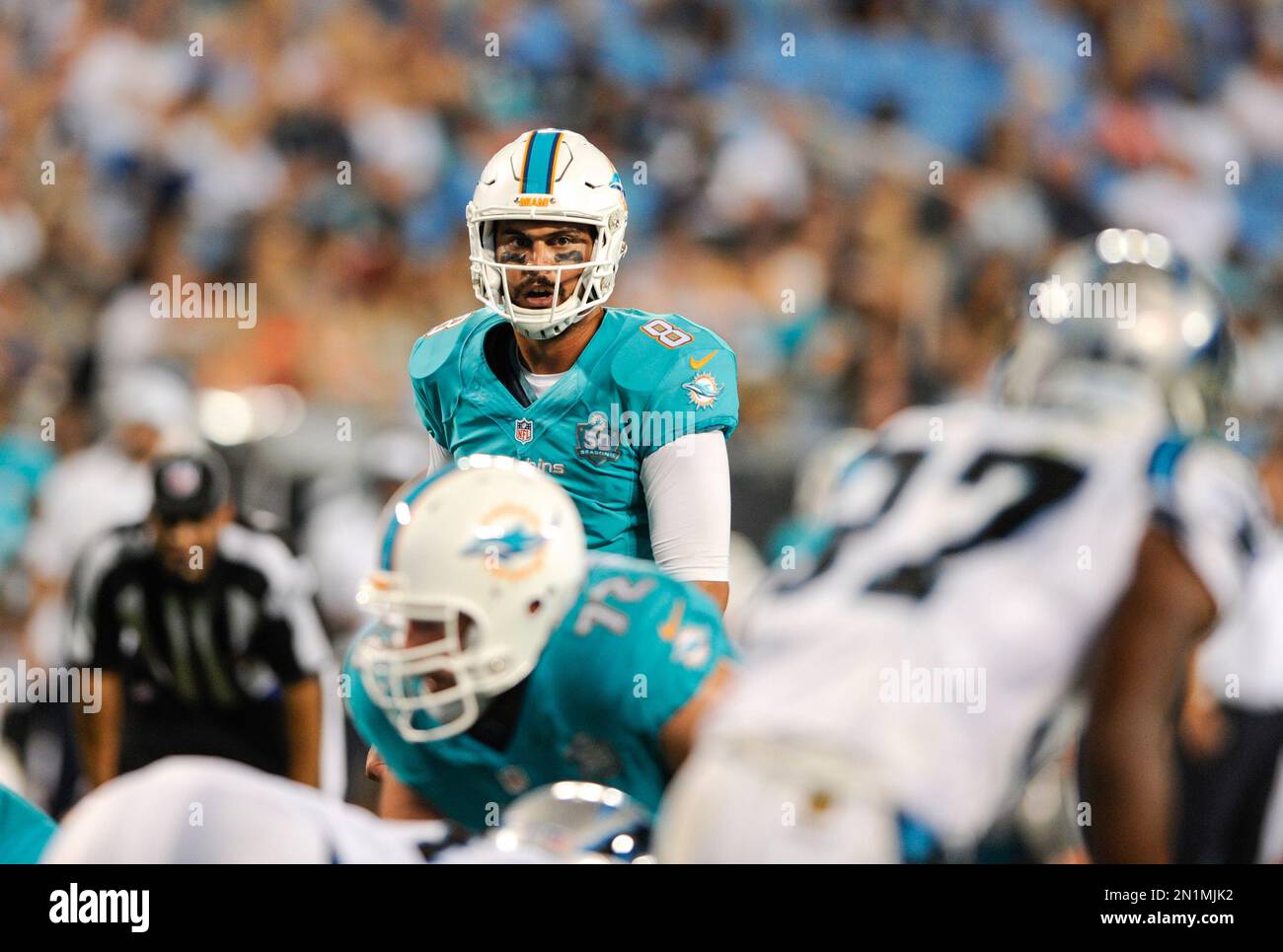 Miami Dolphins quarterback Matt Moore (8) watches Carolina Panthers ...