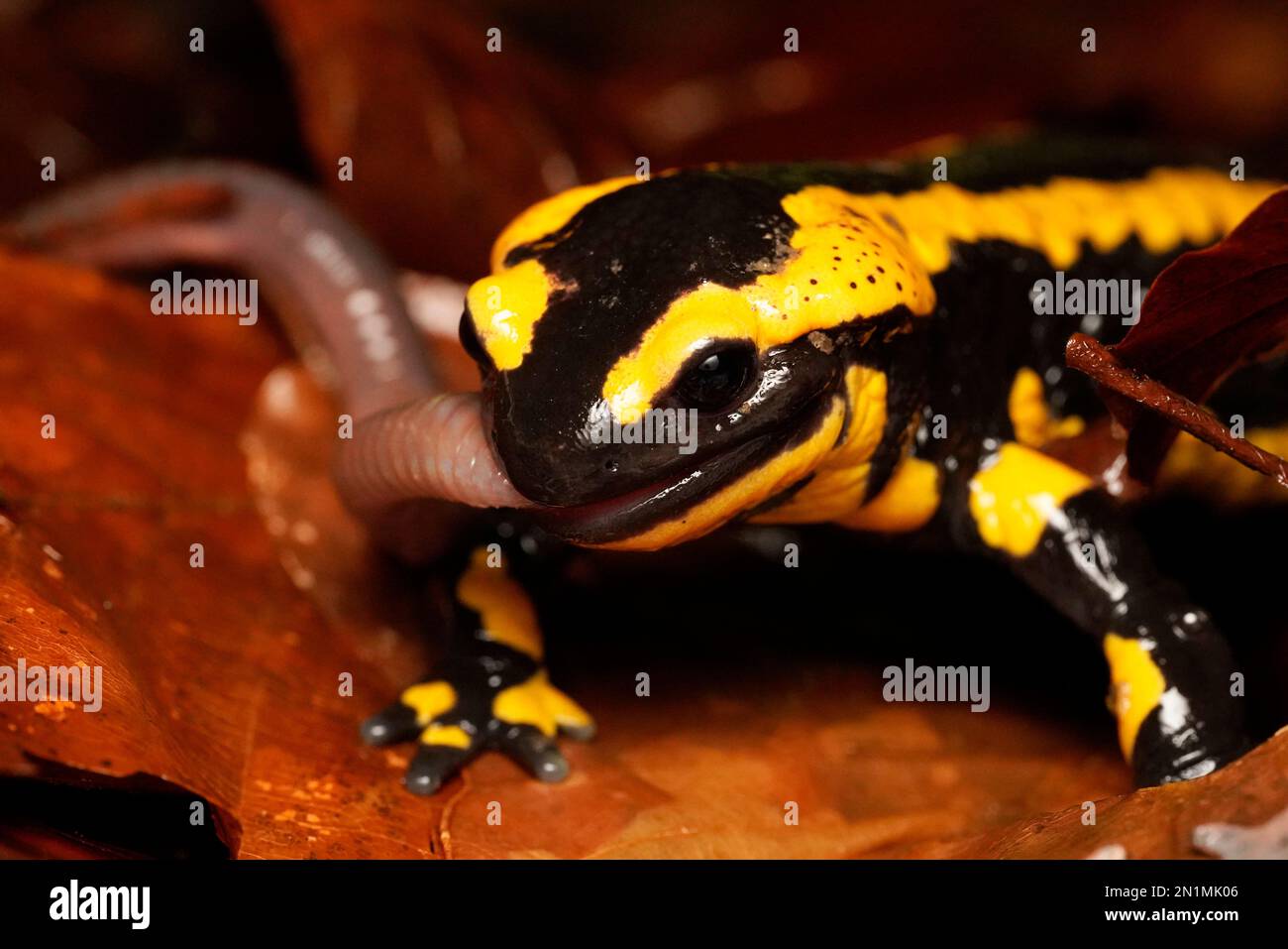Fire Salamander (Salamandra salamandra) eating worm, Ruhr-District ...