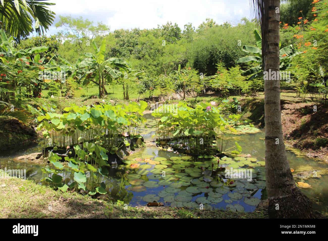water hole in the jungle with heliconia and lotus growing round the ...