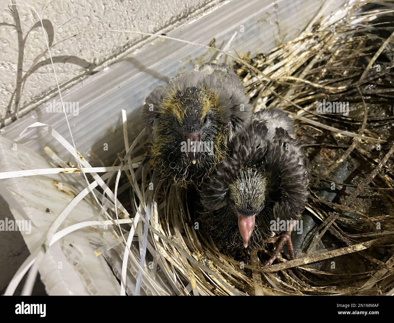 The pigeon chicks in a nest Stock Photo - Alamy