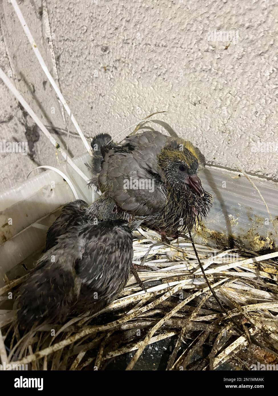 The pigeon chicks in a nest Stock Photo - Alamy