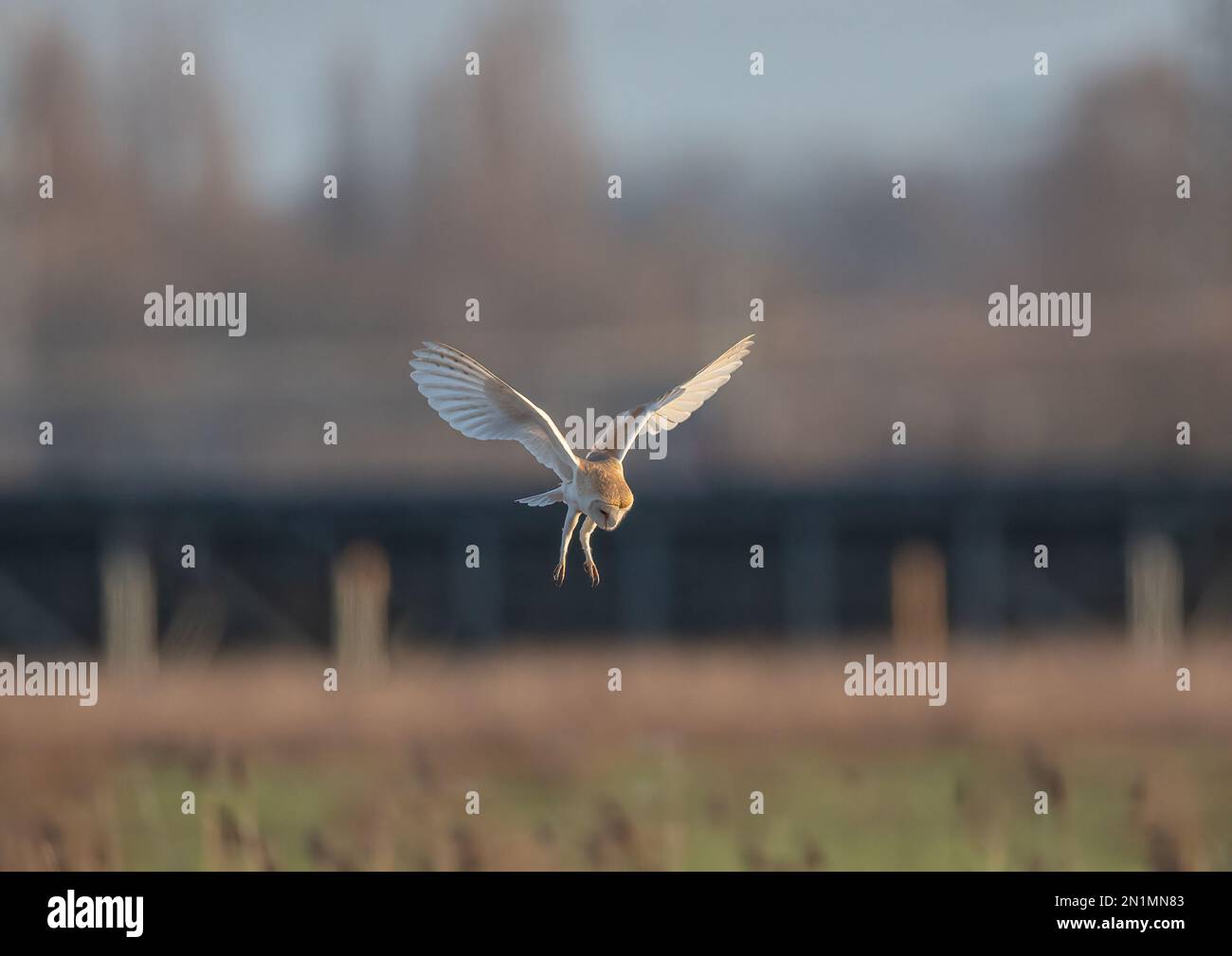 Talons ready hi-res stock photography and images - Alamy