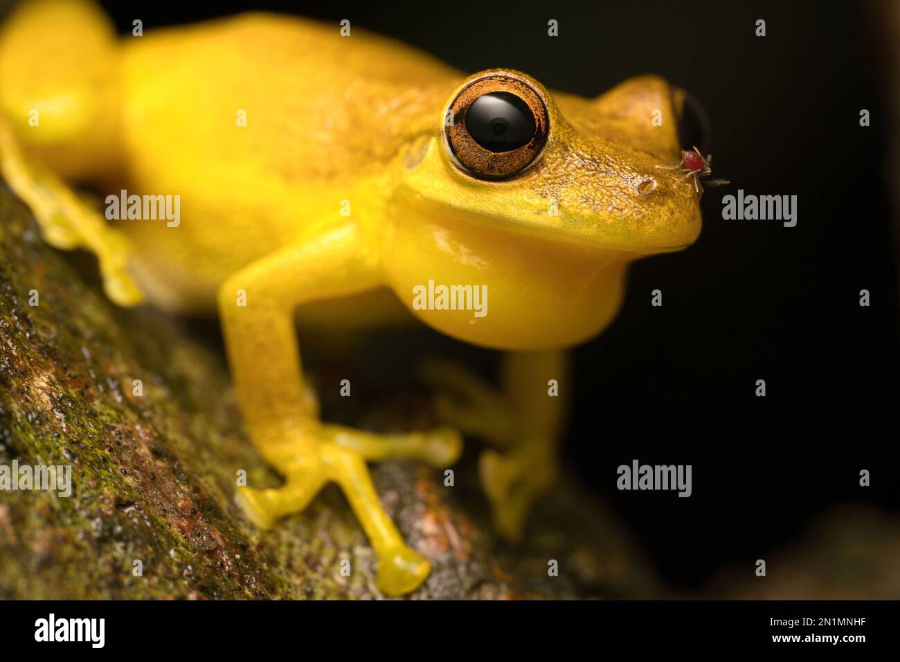 Frog-biting midge (Corethrella sp.) sucking blood from Snouted Treefrog ...