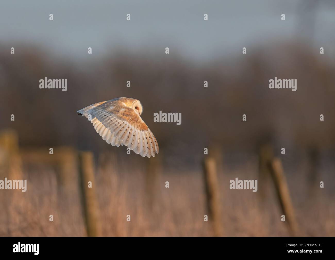A beautiful Barn Owl (Tyto Alba) showing his wing feathers, backlit by ...