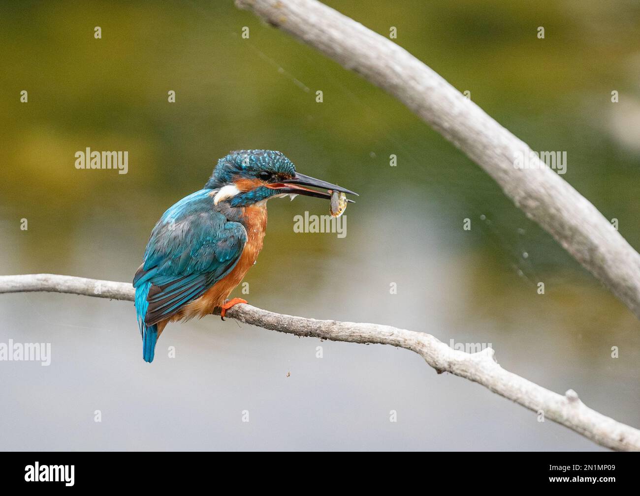 A gorgeous male Kingfisher, pleased with his catch , on a branch ...