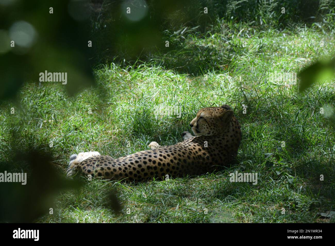 Nanyuki, Kenya. 4th Feb, 2023. A cheetah rests at the Animal Orphanage ...