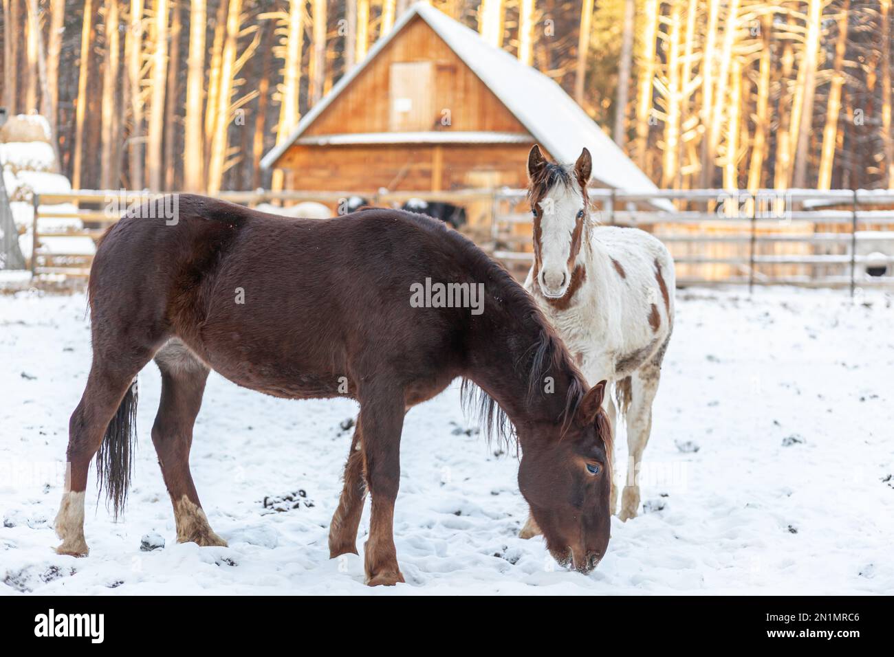 Two horses in a paddock on a farm in winter. Brown and white horse in ...
