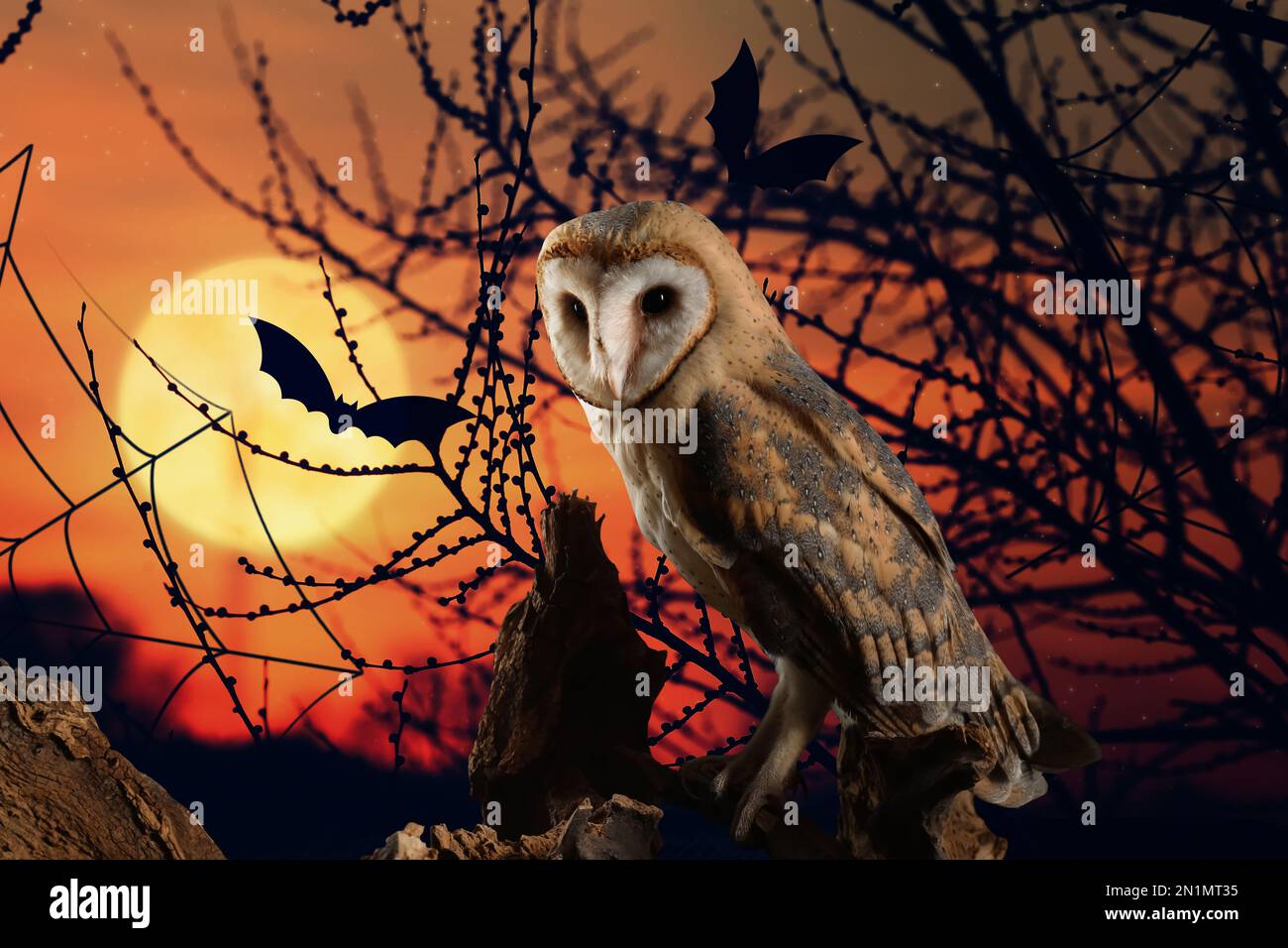 Owl in creepy forest with bats on full moon night Stock Photo - Alamy