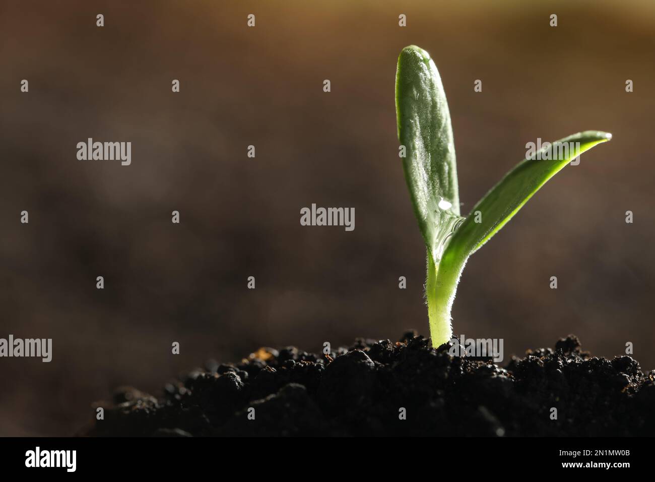 Young vegetable seedling growing in soil outdoors, space for text Stock ...