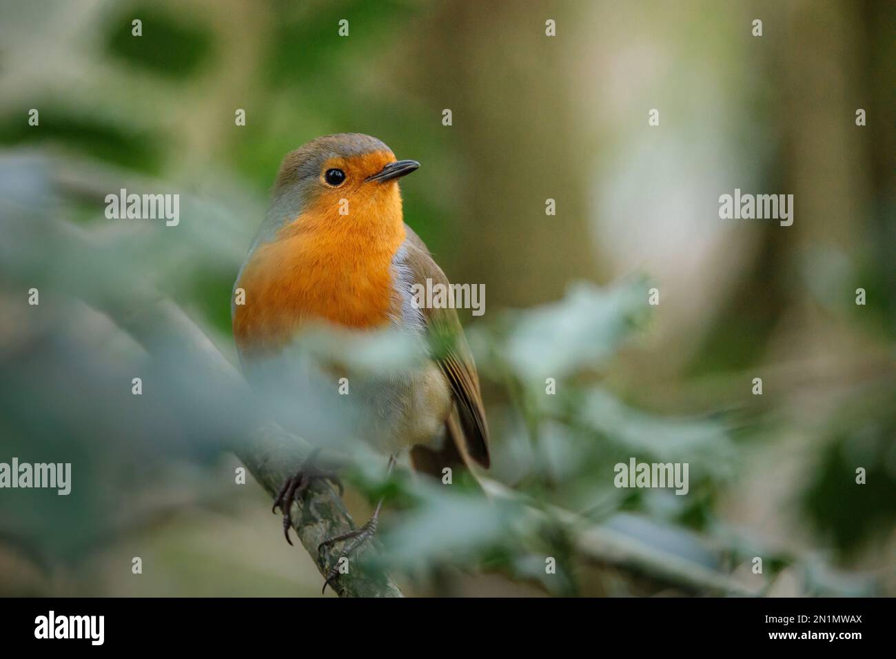 Robin on holly hi-res stock photography and images - Alamy
