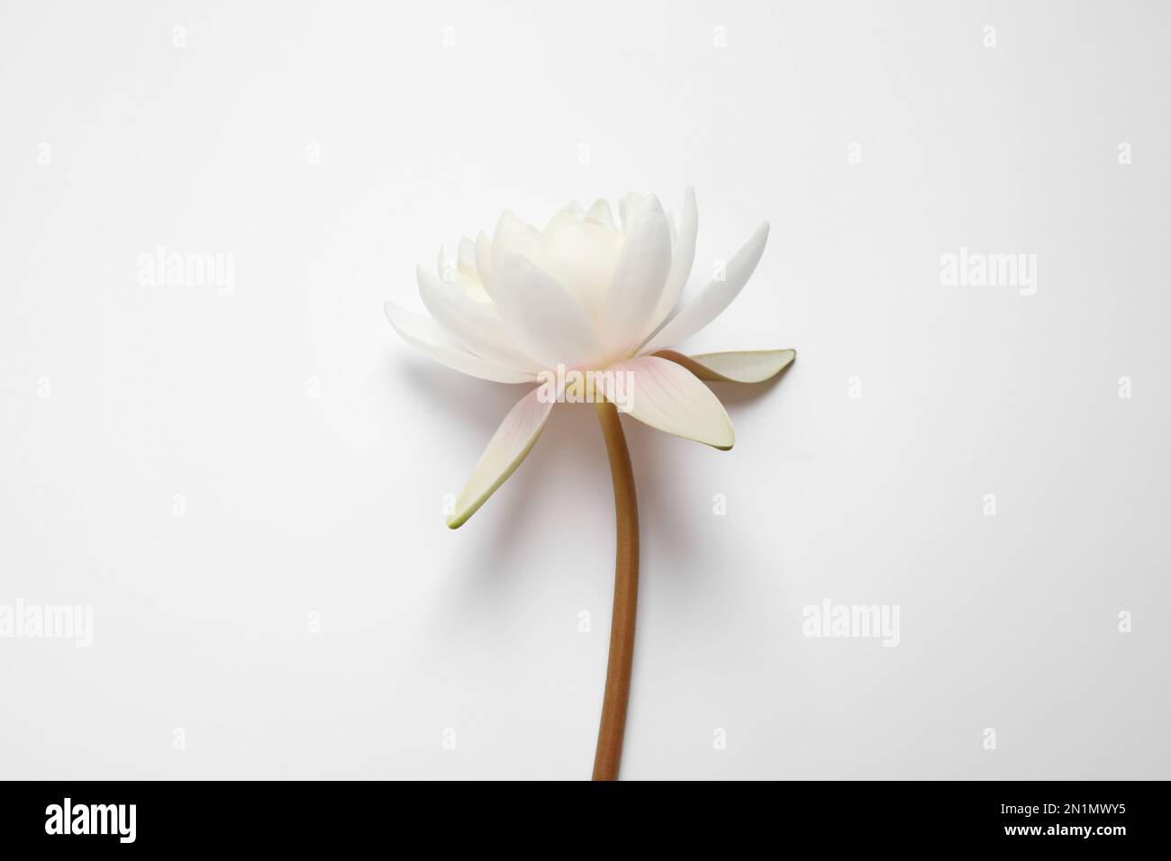 Beautiful blooming lotus flower on white background, top view Stock ...
