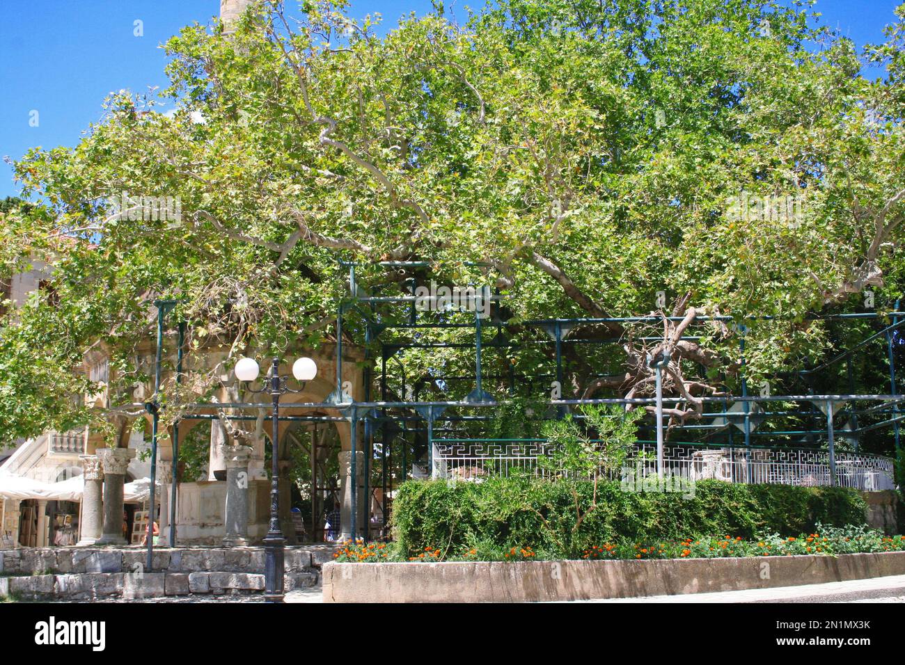 Greece. Kos island. The famous Plane tree of Gippokrat and marble ...
