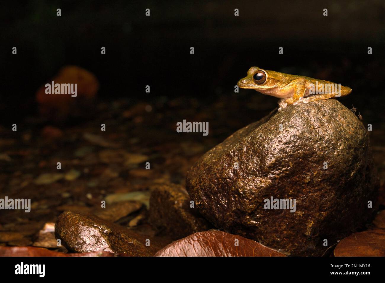Frog-biting midges (Corethrella sp.) approaching Drab Treefrog ...