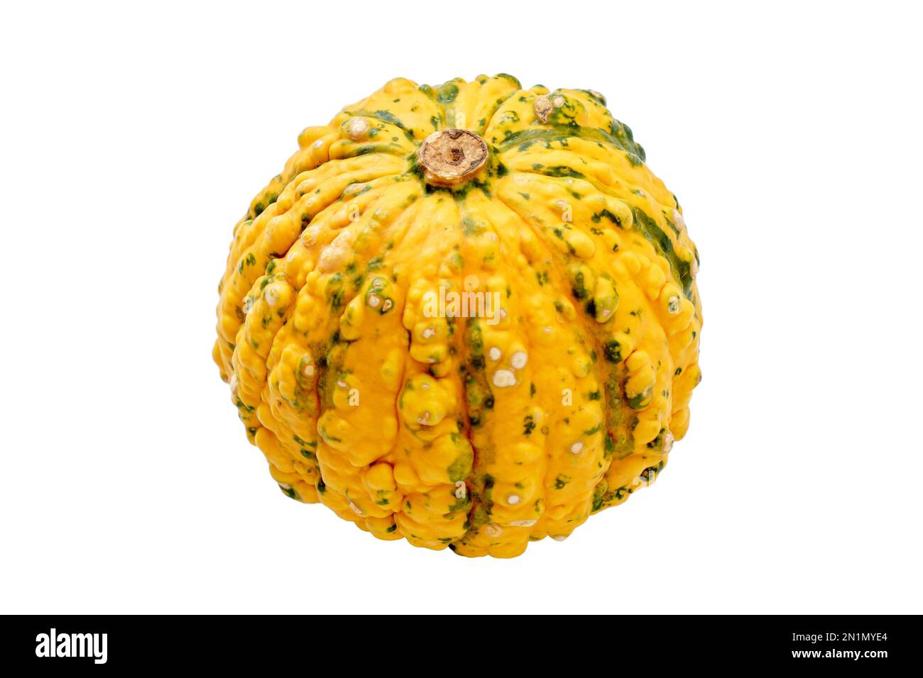 One 1 white pumpkin halloween decoration hi-res stock photography and ...