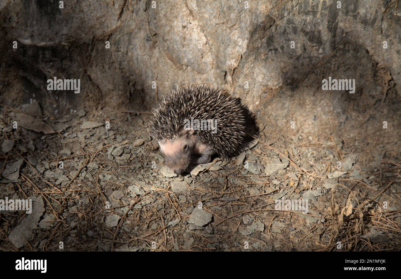 Gran fauna hi-res stock photography and images - Alamy