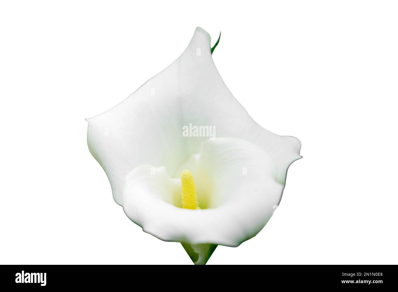Beautiful Calla Lily flower is white, isolated on a white background ...