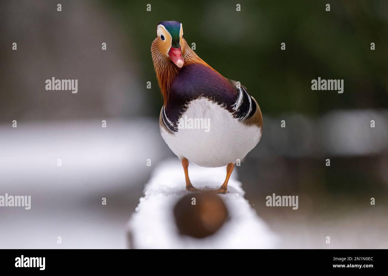 Berlin, Germany. 06th Feb, 2023. A mandarin duck balances on a snow ...