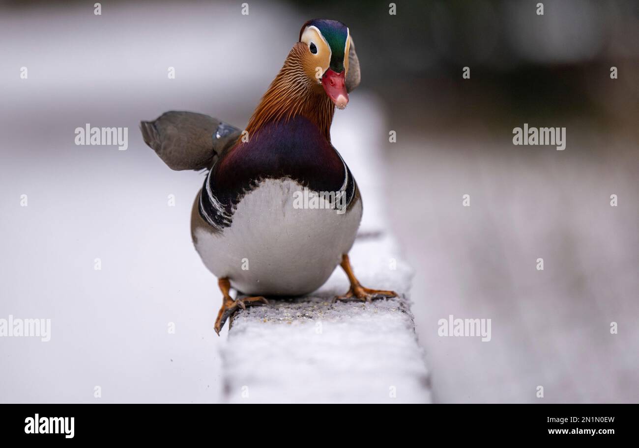 Berlin, Germany. 06th Feb, 2023. A mandarin duck balances on a snow ...