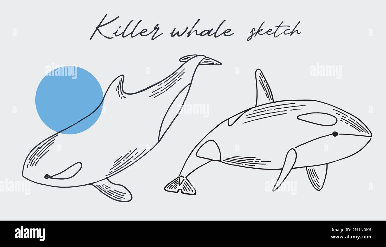 Hand drawn sketch style killer whales isolated on white background ...