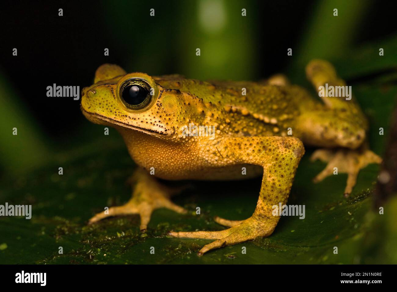 Green Climbing Toad (Incilius coniferus), Puntarenas, Costa Rica Stock ...