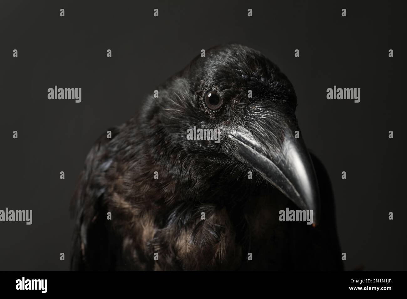Beautiful common raven on dark background, closeup Stock Photo - Alamy