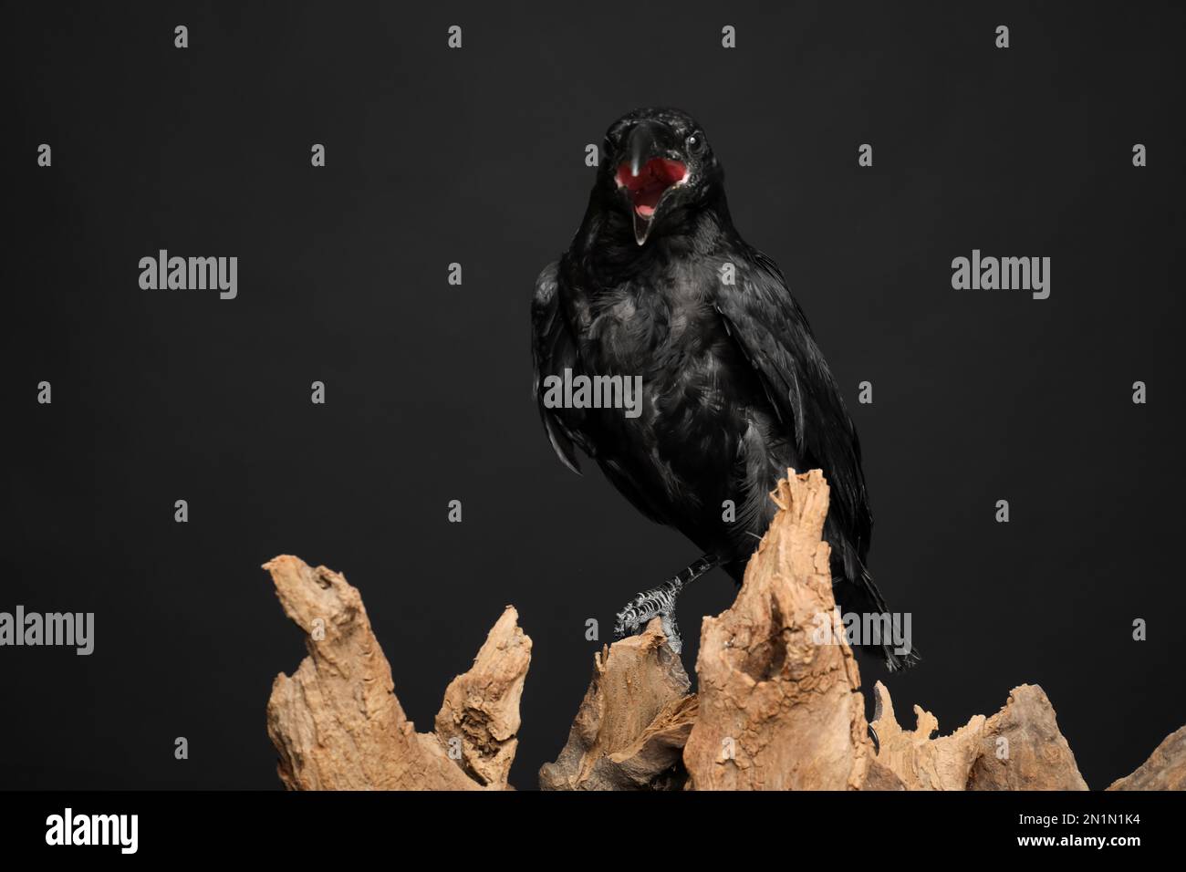 Beautiful common raven perched on wood against dark background Stock ...
