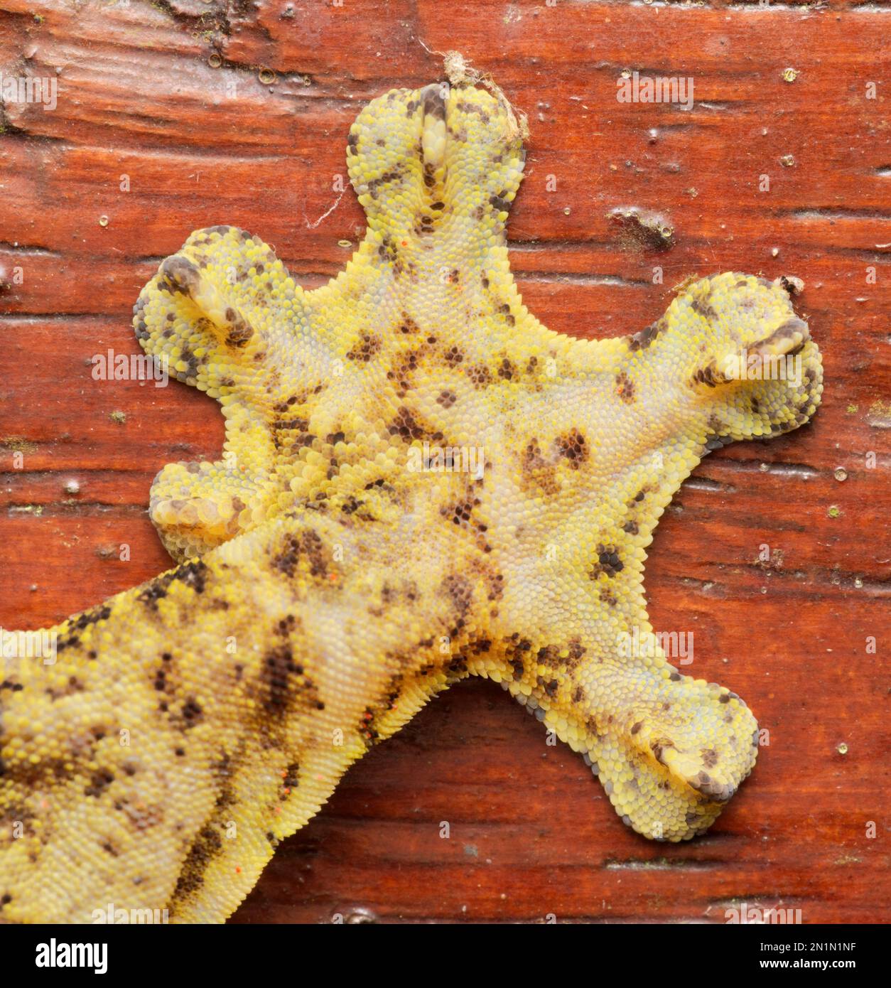 Gecko Foot (Thecadactylus sp.), Orellana, Ecuador Stock Photo - Alamy