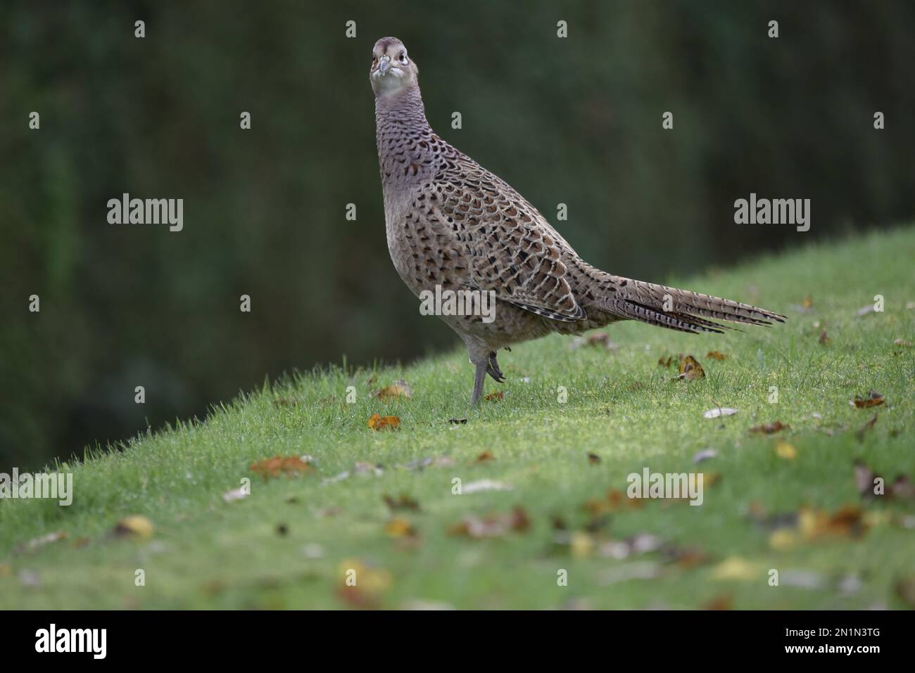 Female Common Pheasant (Phasianus colchicus) in Left-Profile with One ...