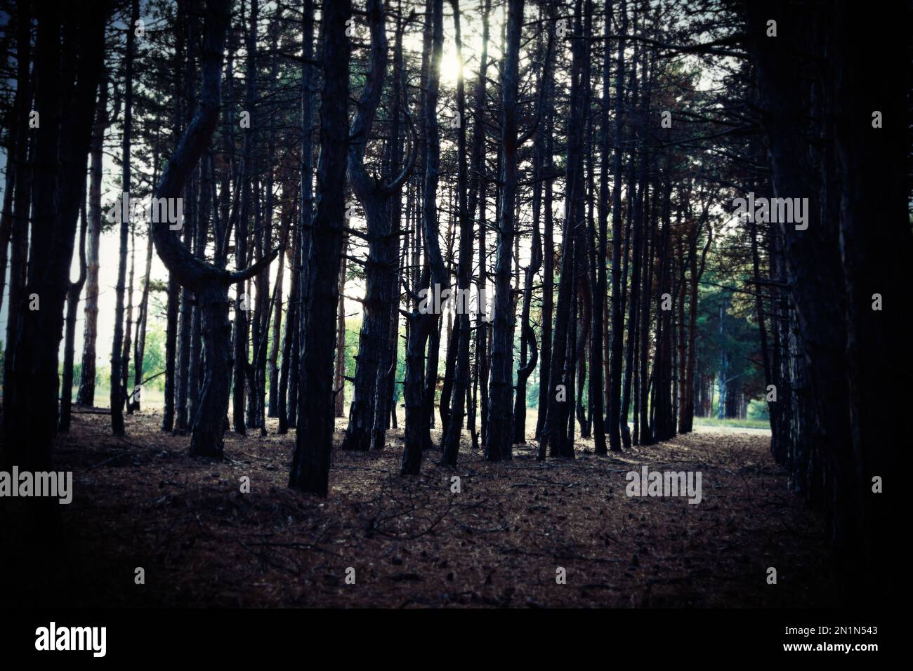 Enchanted setting hi-res stock photography and images - Alamy