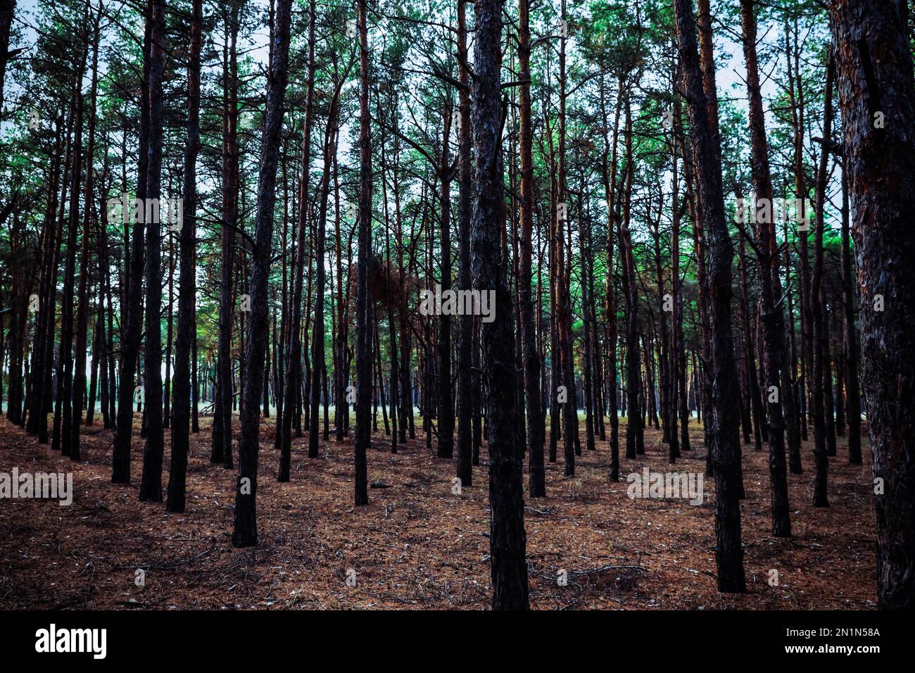 Beautiful view of pine forest. Fantasy setting Stock Photo - Alamy