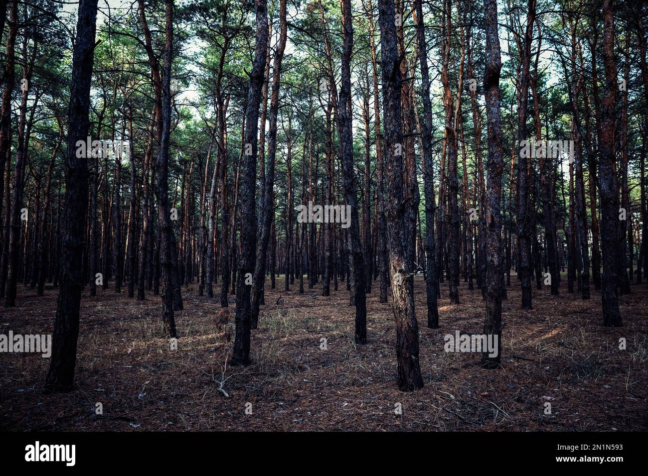 Enchanted setting hi-res stock photography and images - Alamy