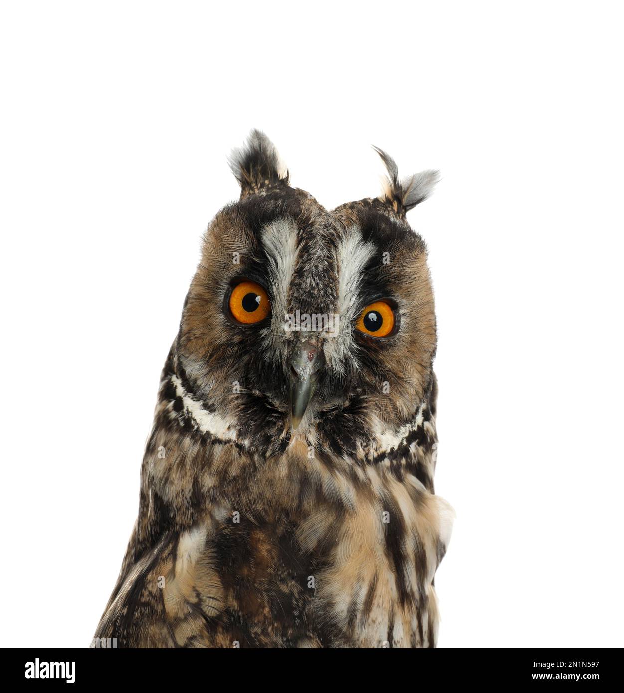 Beautiful eagle owl on white background. Predatory bird Stock Photo - Alamy