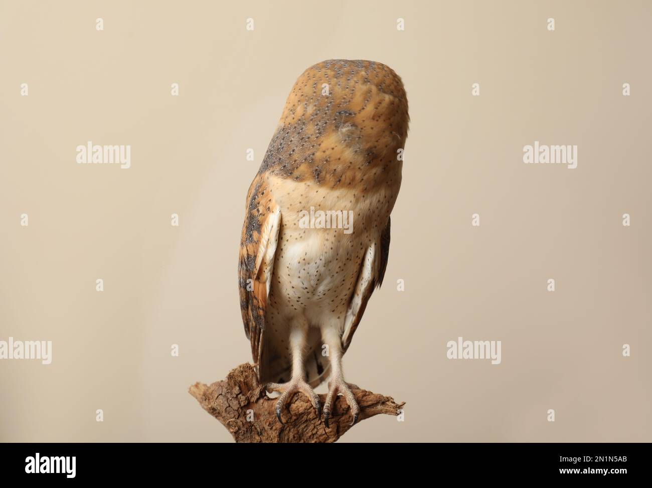 Beautiful common barn owl on twig against beige background Stock Photo ...