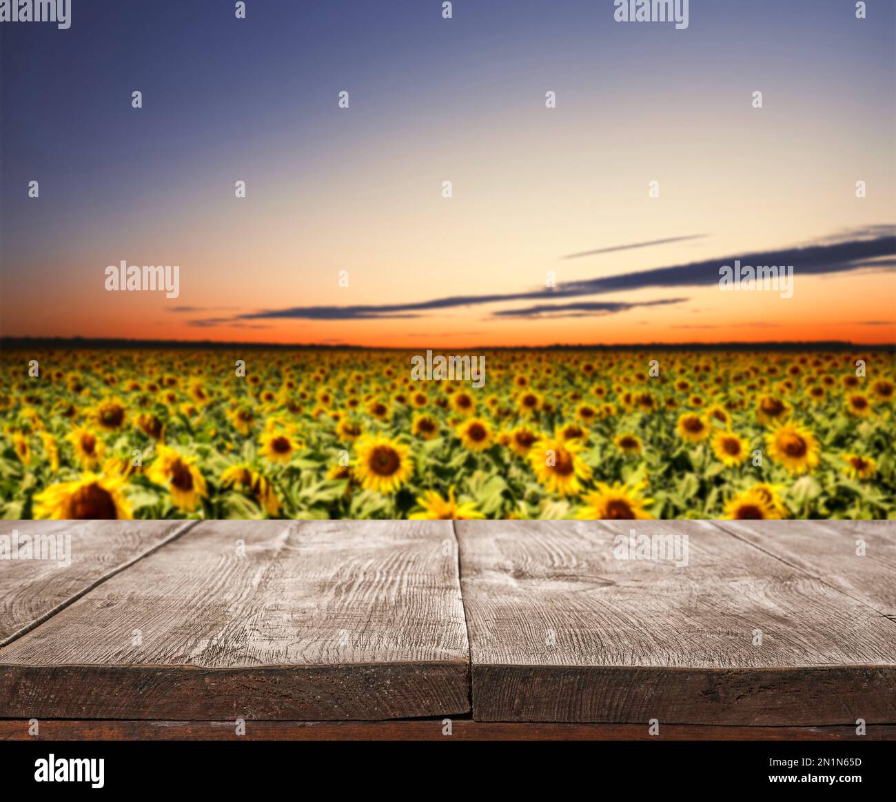 Surface beautiful green sunflower hi-res stock photography and images ...