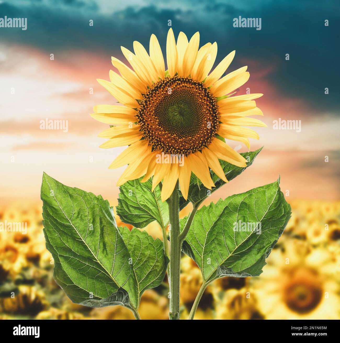 Amazing sunset landscape sunflower hi-res stock photography and images ...