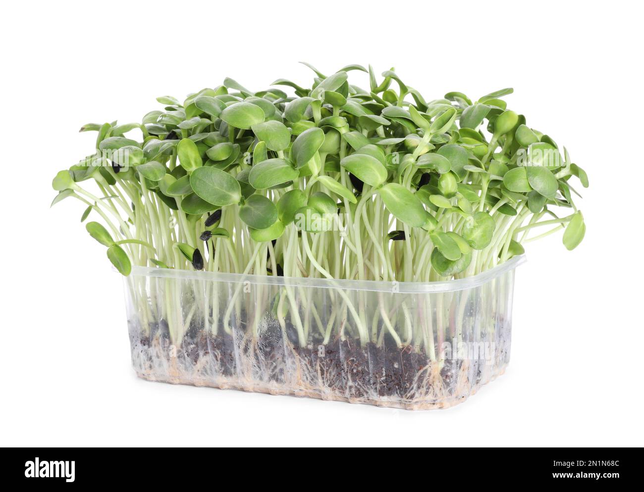 Fresh organic microgreens in plastic container on white background Stock Photo - Alamy