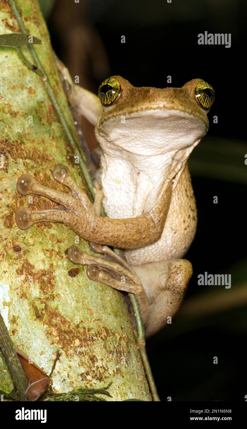 Slender-legged Treefrog (Osteocephalus cf. taurinus), Orellana, Ecuador ...