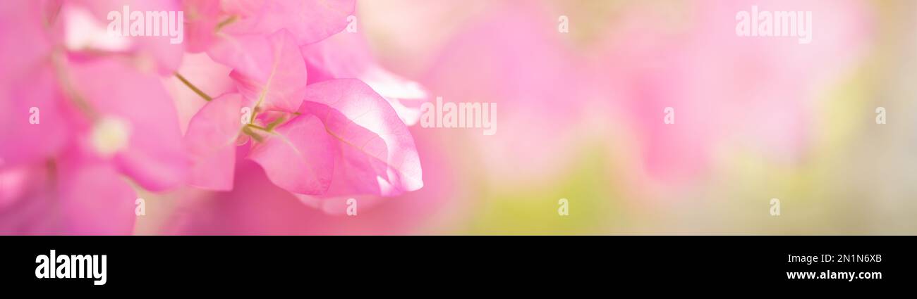 Closeup of pink Bougainvillea flower using as background natural flora ...