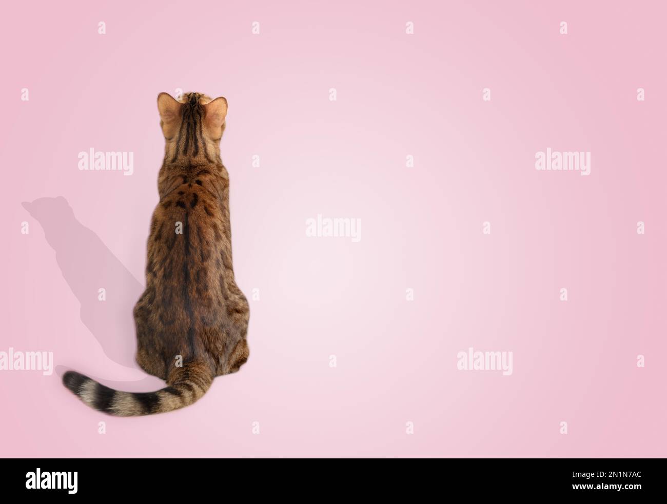 Red Bengal cat sits with his back to the camera on a white background ...