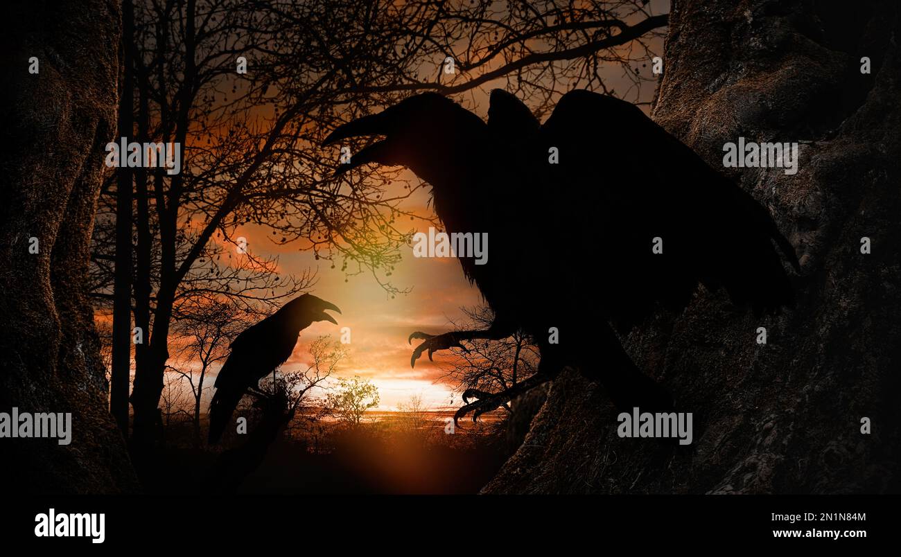 Black crows croaking in forest at sunset. Fantasy world Stock Photo - Alamy