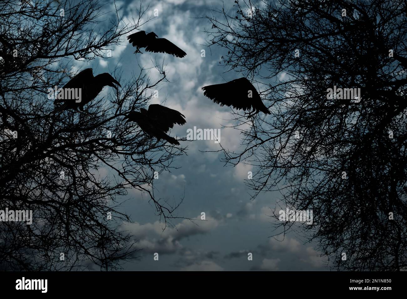 Black crows in forest in evening. Fantasy world Stock Photo - Alamy