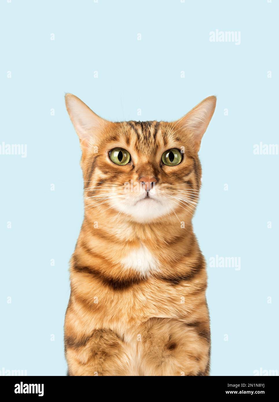 Funny cat face on a colored background. Copy space Stock Photo - Alamy