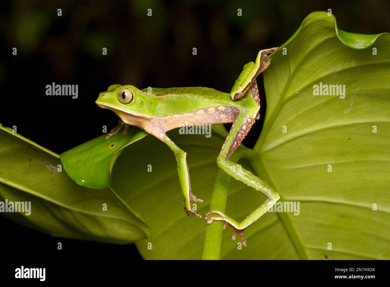 White-lined Leaf Frog (Phyllomedusa vaillantii), Orellana, Ecuador ...