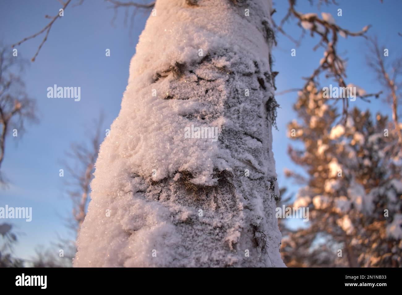 Birch trees trunks Swedish Lapland Stock Photo - Alamy