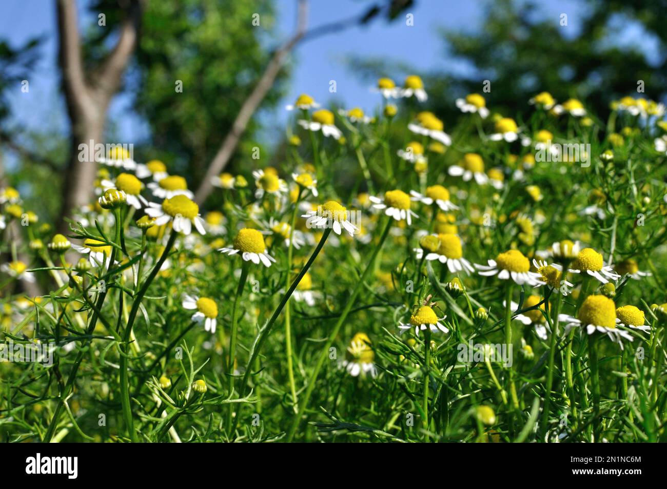 field of blooming camomile (Matricaria chamomilla) - homeopathic ...